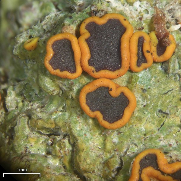 Ways of Enlichenment - Lichens of North America