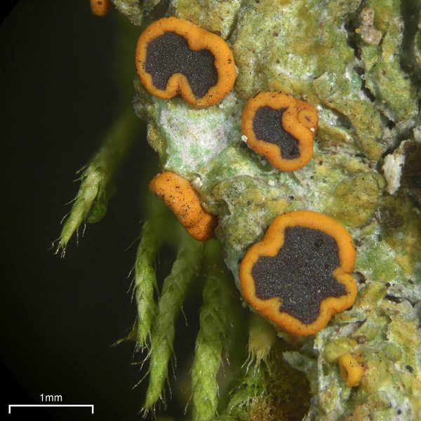 Ways of Enlichenment - Lichens of North America