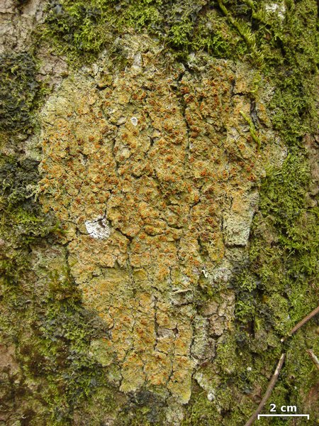 Ways of Enlichenment - Lichens of North America