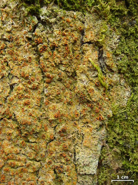 Ways of Enlichenment - Lichens of North America