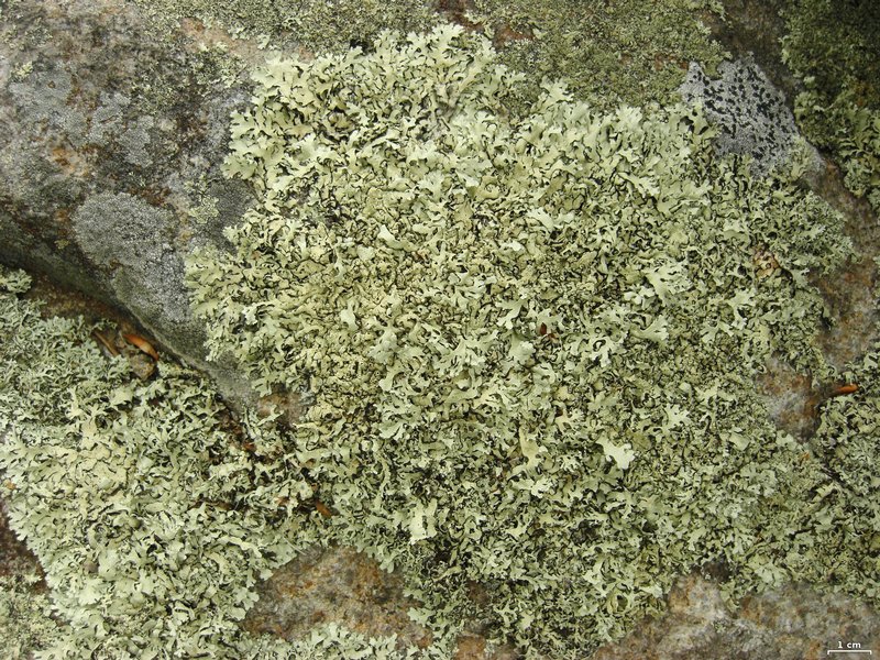 Ways of Enlichenment - Lichens of North America