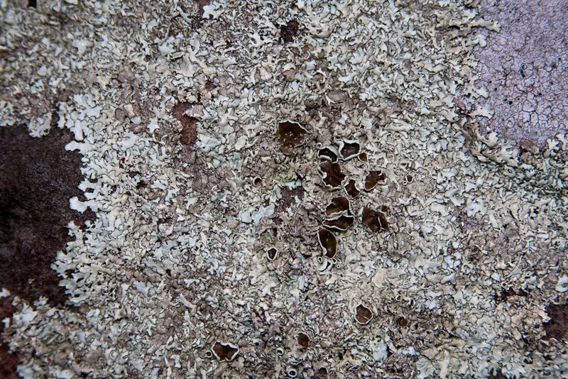 Ways of Enlichenment - Lichens of North America